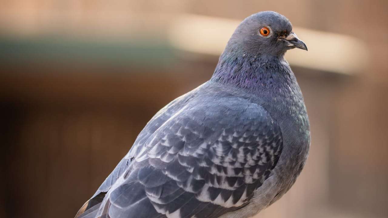 Burung Merpati: Hobi Klasik yang Bikin Nagih dan Menguntungkan ...