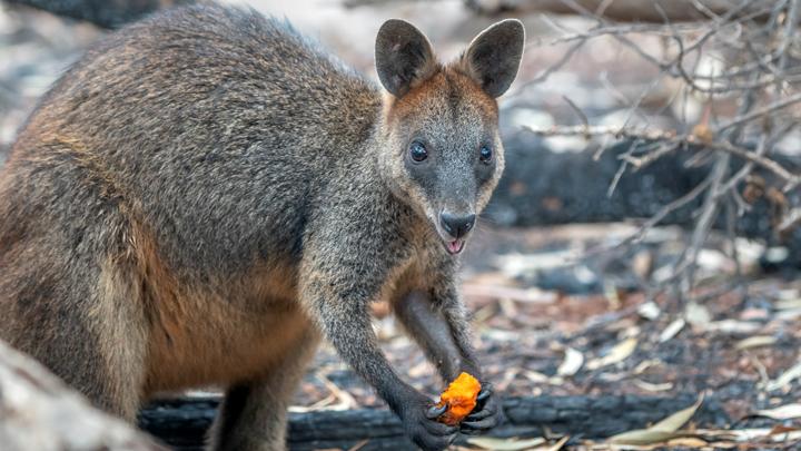 Menelusuri Dunia Walabi: Satwa Ikonik Australia yang Menakjubkan ...
