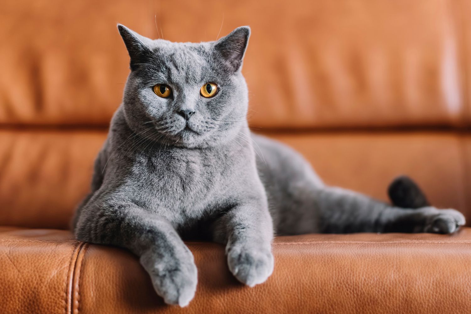 Memelihara Kucing Chartreux: Elegan dan Setia - Iniative Network