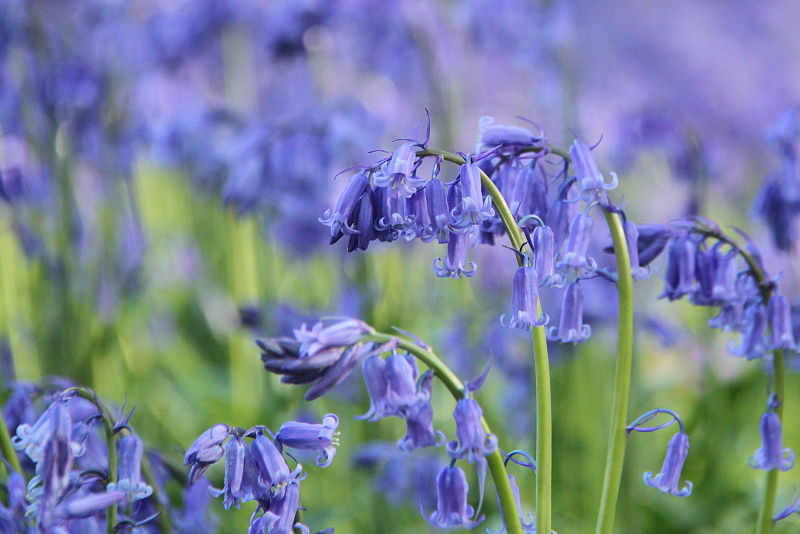 Pesona Magis Bunga Hallerbos Botania yang Wajib Kita Jaga - Iniative ...
